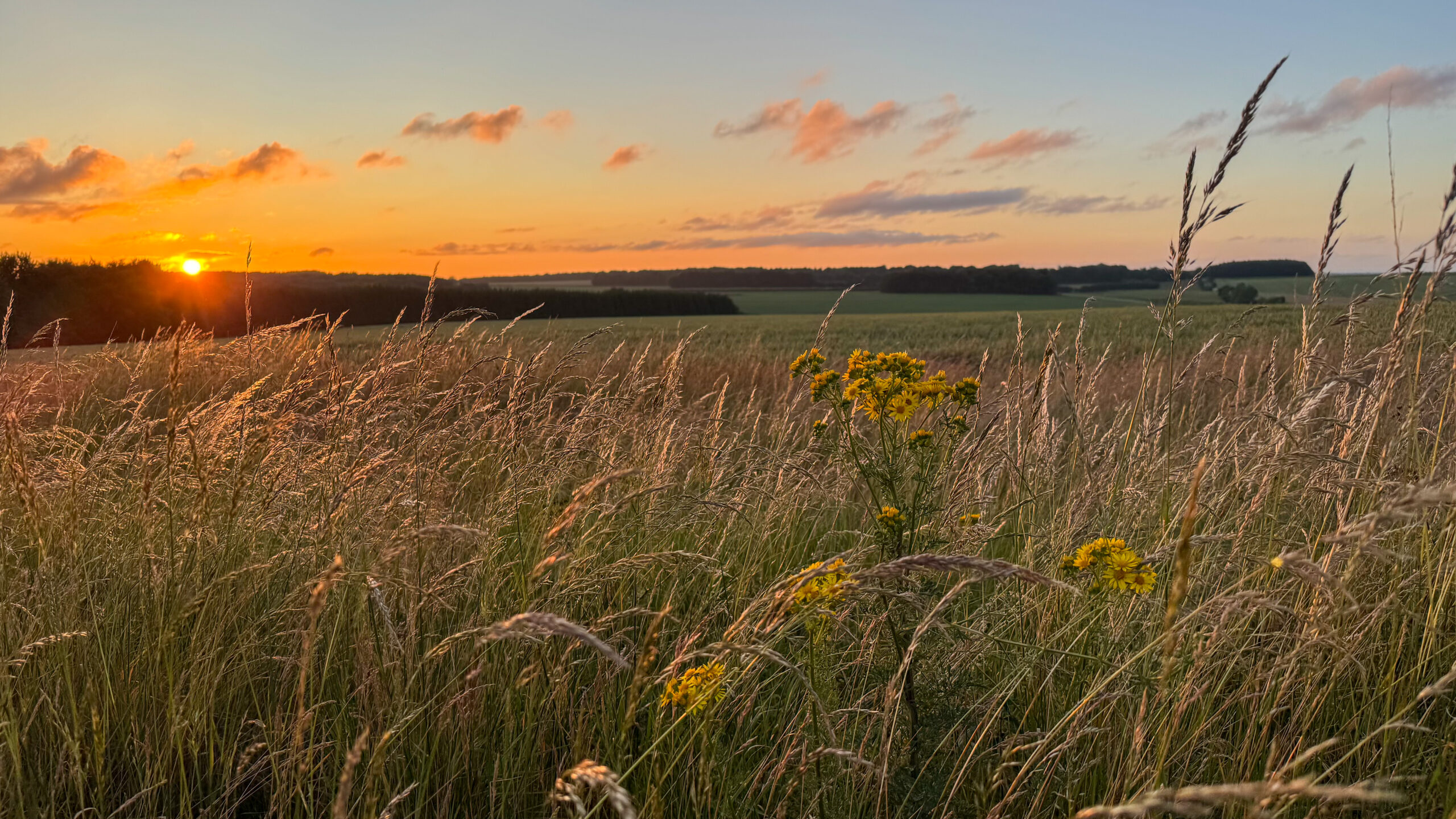 Eco‑conscious memorials: Honouring your loved one and the planet ...
